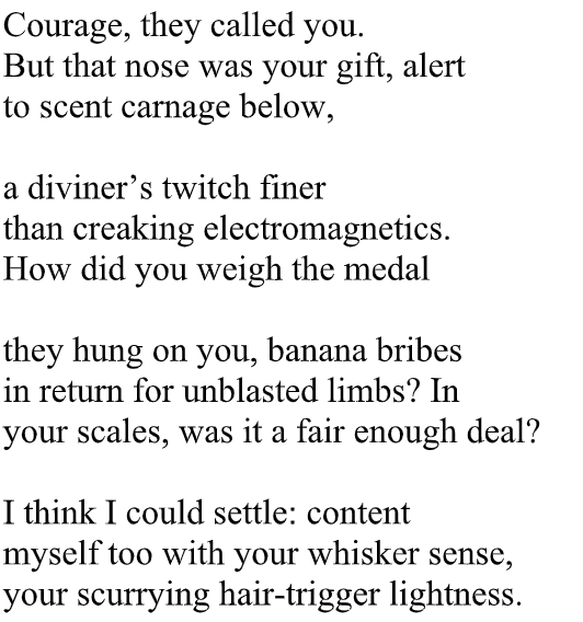 Hero rat Magawa – Julian Dobson